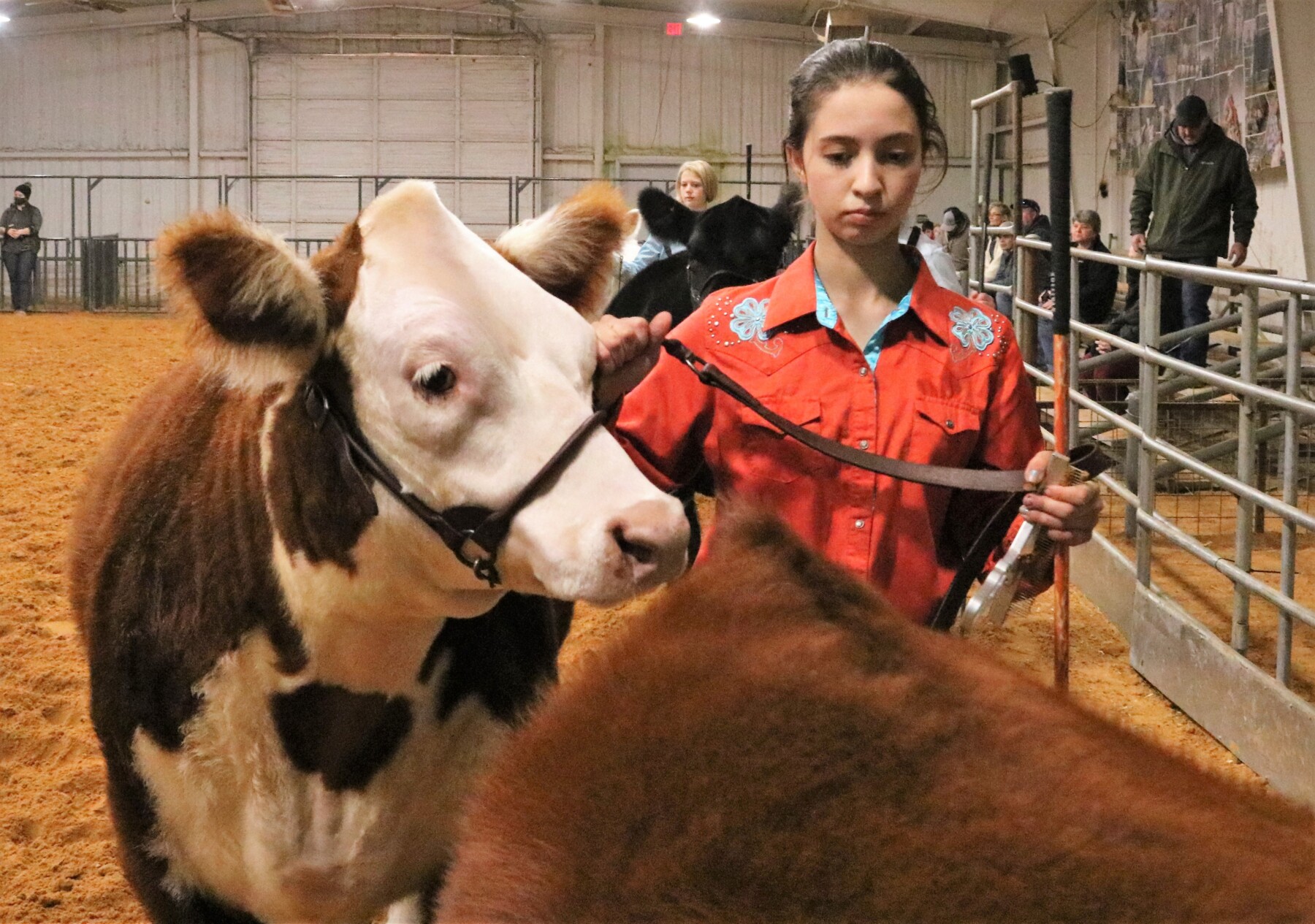 PHOTOS: 2021 Erath County Jr. Livestock Show – Beef Cattle – The Flash ...
